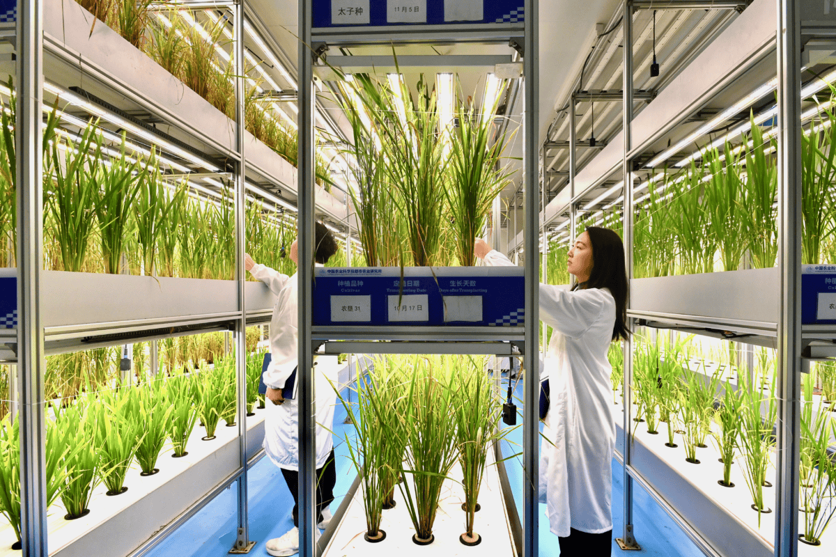 The Smart Path to Food Security - The Wire China